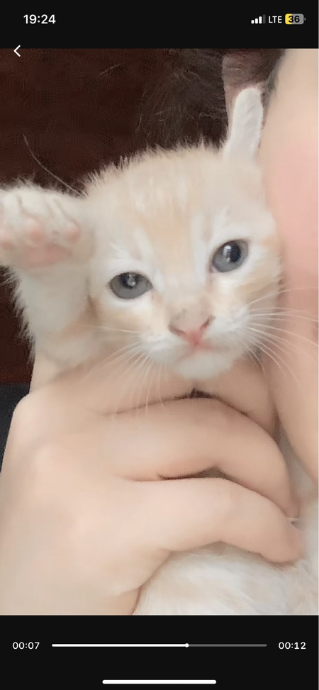Котики отдам на хорошие руки