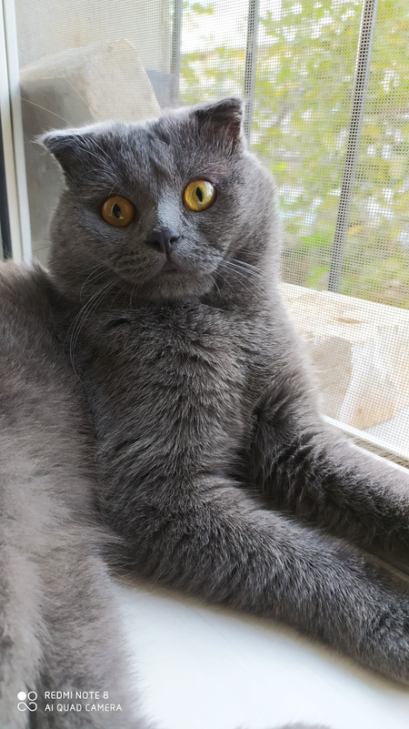 ВЯЗКА КОТА!  Скотишь Фолд