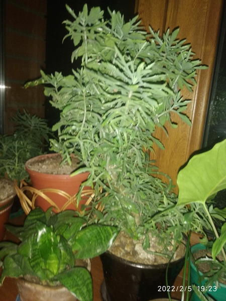 Комнатные растения