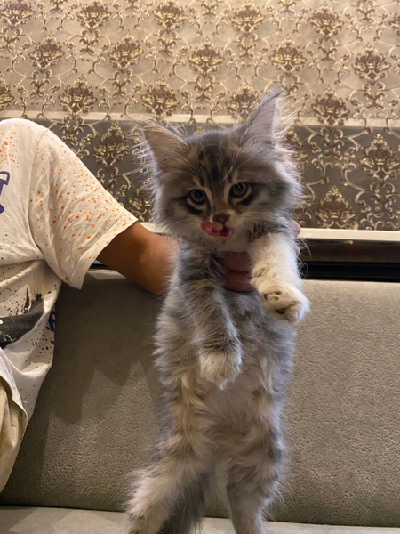 кошка дамашная