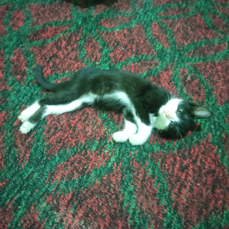 Маленький котенок
