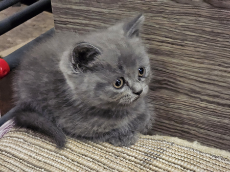 Шотландские котята, от правильной вязки