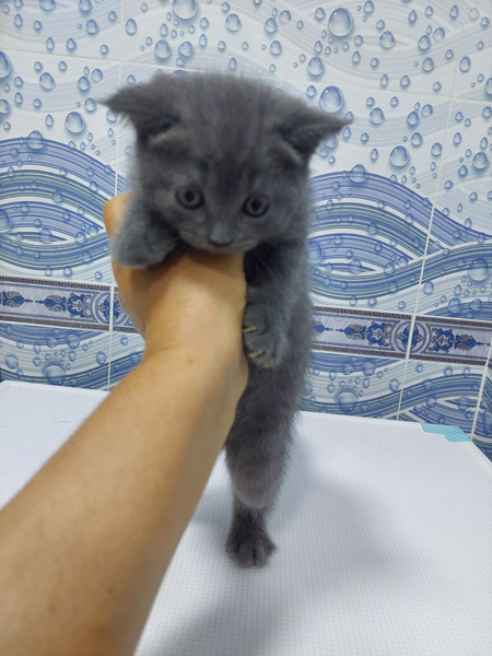 Продаётся шотландская кошечка