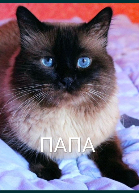 Продаётся сиамские котята.