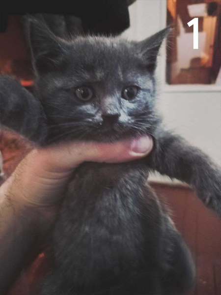 Продаются 7 котят