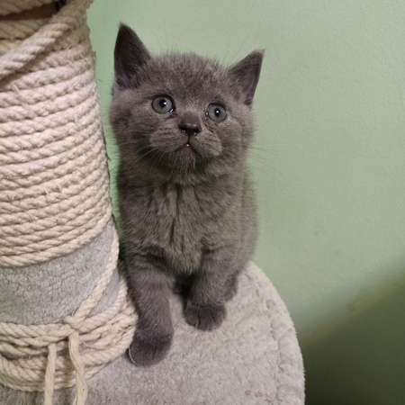 Скотиш фолд и стайт