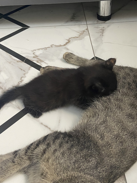 Котенок пристраевается только в добрые руки