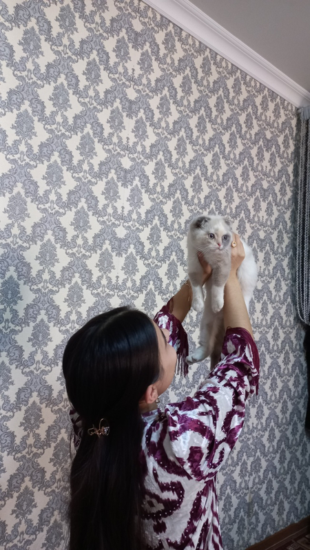 Scottish fold mushugi