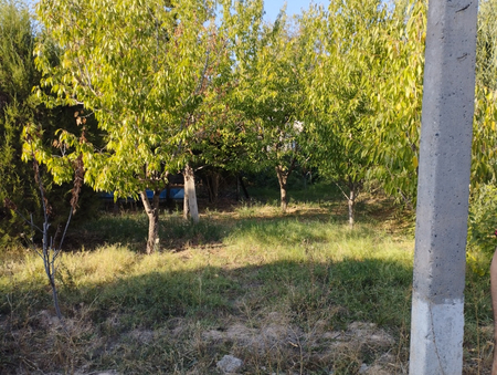 Ели большие и средние