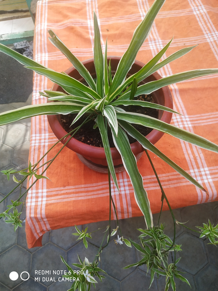 Продам деревья и кустарники