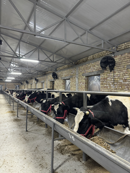 Ferma sotiladi 200 Bosh qora molga ketadi