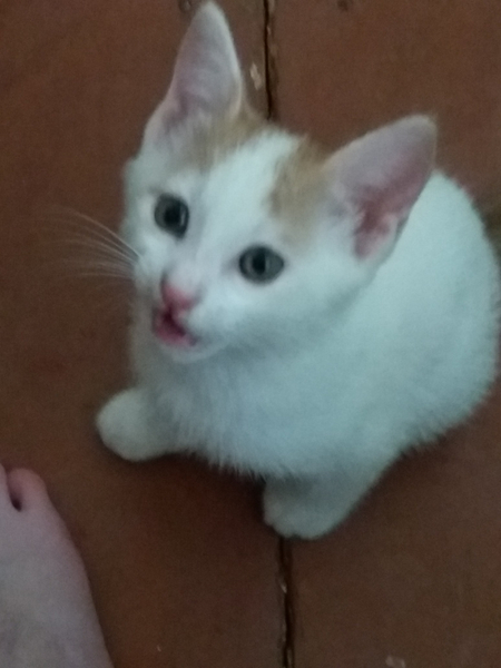 Котята в хорошие руки