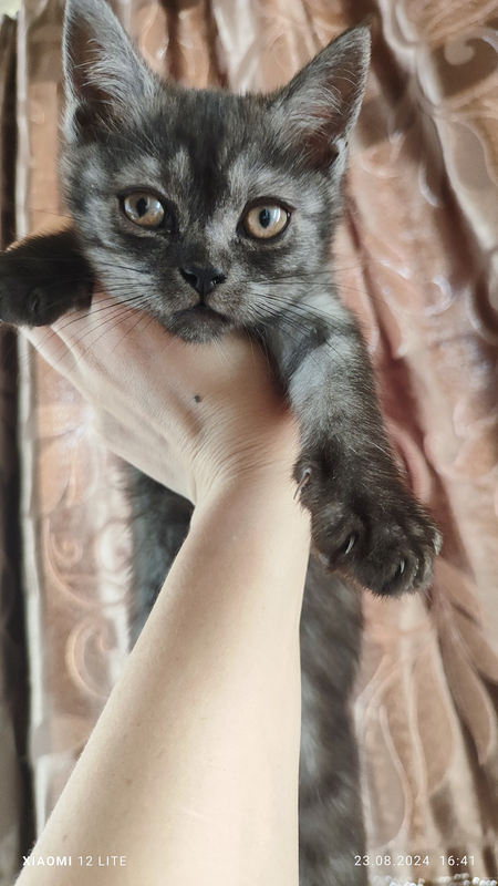 Продаются котята