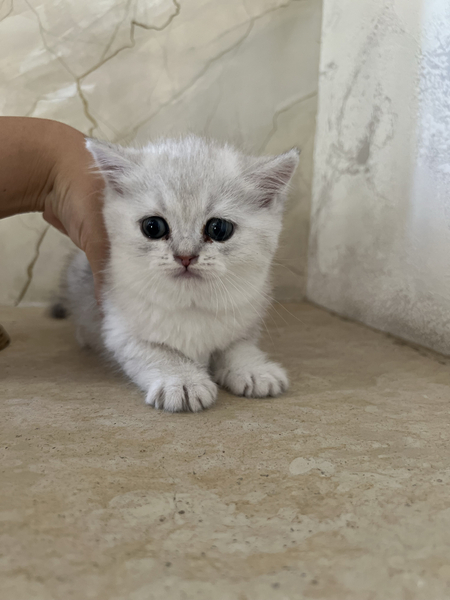 Котенок серебристая шиншилла