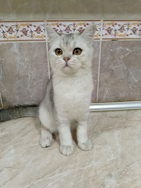 Qiz bola mushuk.