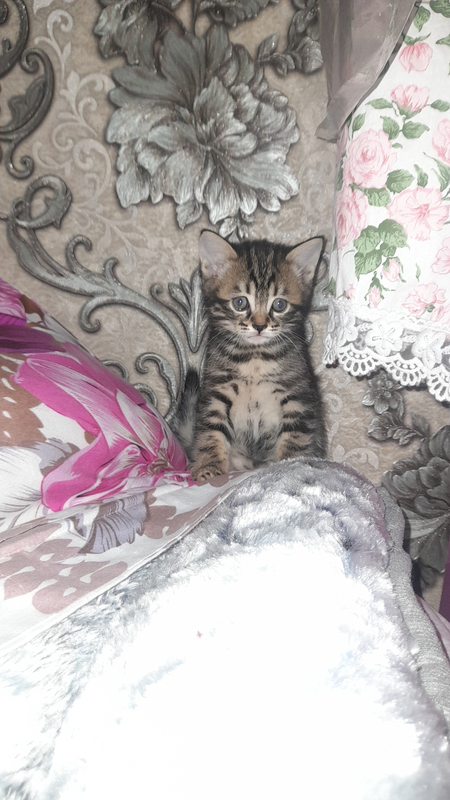 Продаётся котята скоттиш-страйт