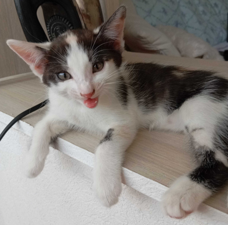 Отдаю котёнка в добрые руки!