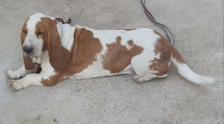 Basset haund(Ovchi it )
