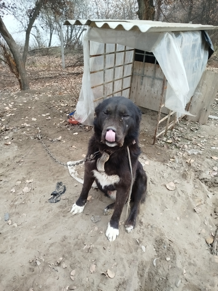 1 yoshlik toza zotlik Alabay sotiladi