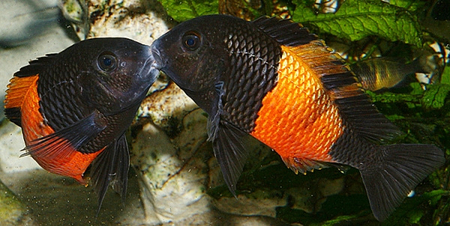 Трофеус бемба (Tropheus moorii bemba)