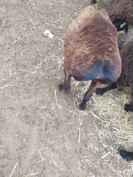 Срочно продаю баранов