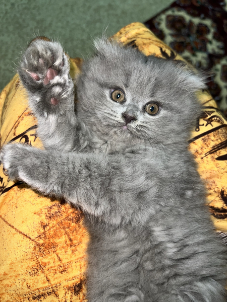 Продаётся котята scottish fold