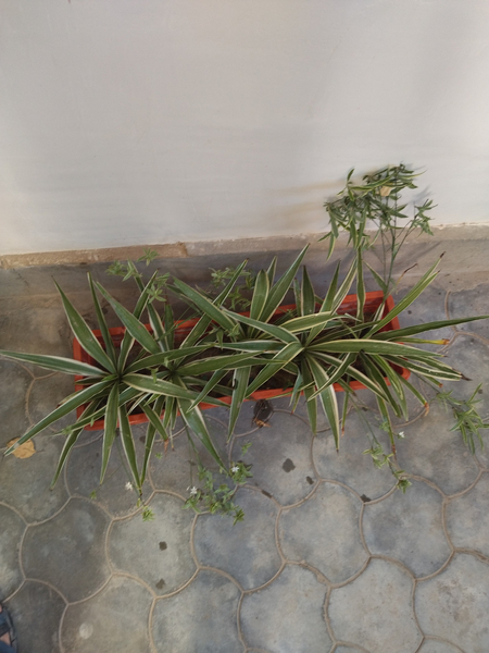 Xona Gullari Sotiladi