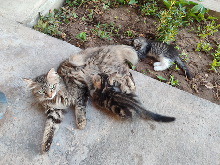 БЕсплатно!Котята мама пародистая