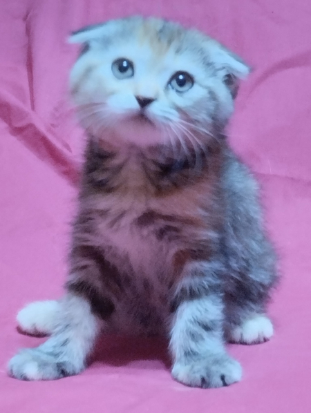 Продам котят шадланских