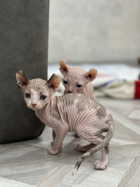 Эльф сфинкс котята