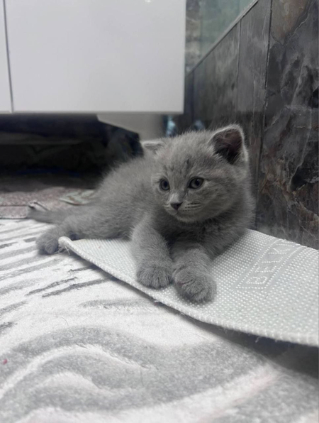 Котёнок скоттиш фолд