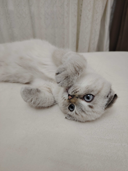 Кот Scottish fold chinchilla