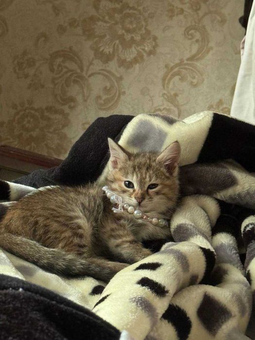 Кошечка Люся ищет хозяина.