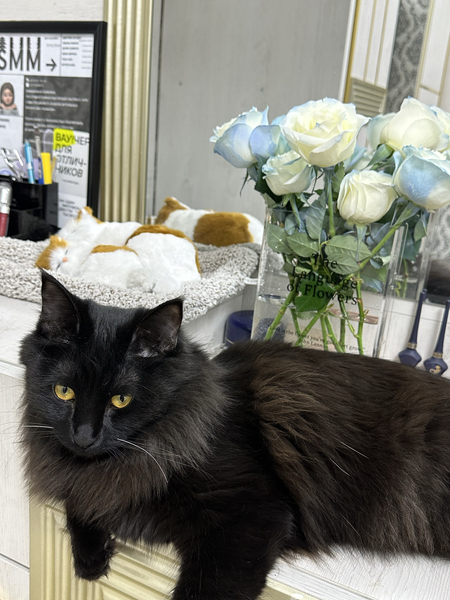Котик мальчик -Марсик