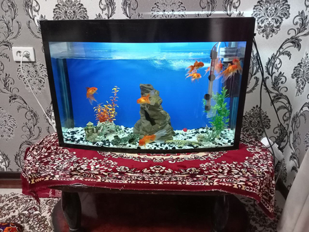 Akvarium sotiladi baliqlari bn