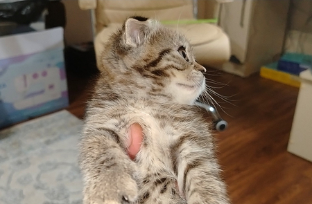 Шотландская шотландский котенок