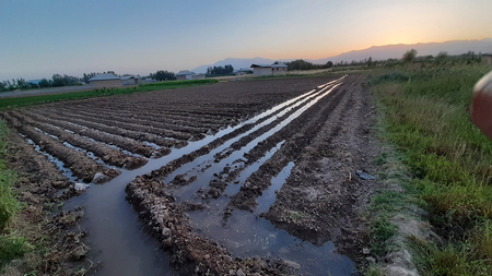 Agarot sotiladi  15.7 sotix