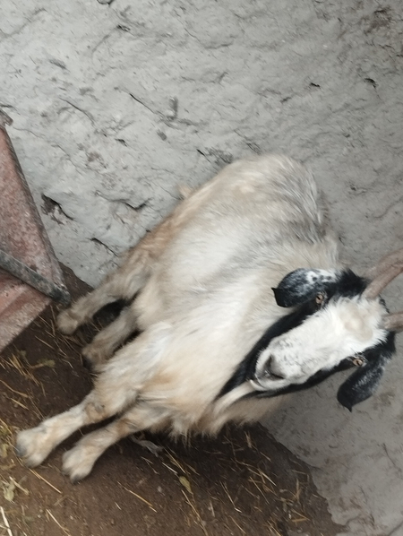 Echki sotiladi sarka