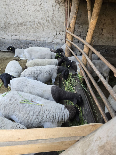 Dorter Qochqorlari Sotiladi.