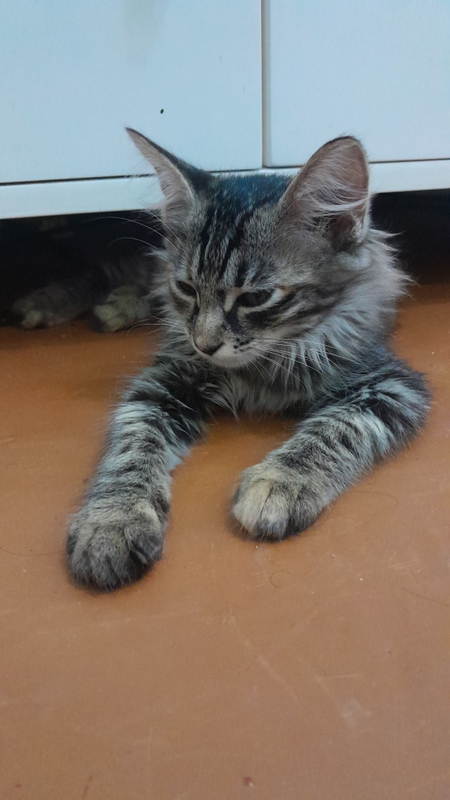 Сибирский котенок 2,5 месяца