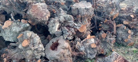 Oʻlxoʻri daraxtining ildizlari sotiladi