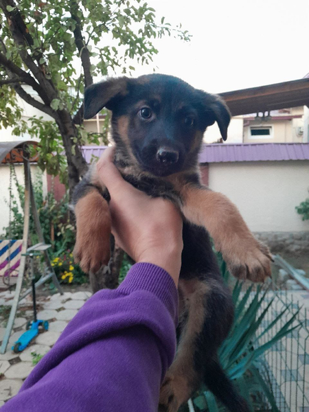 Щенята 1 месяц берите