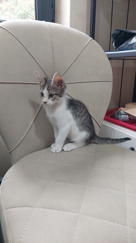 Котёнок девочка. Ташкент