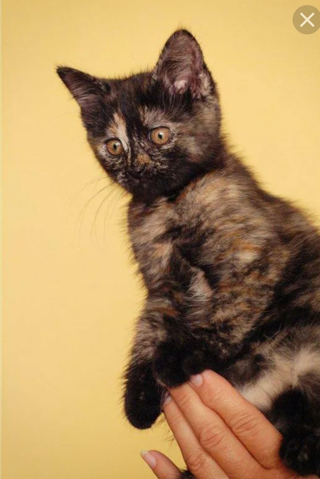 Котенок, девочка, 1.5 месяца