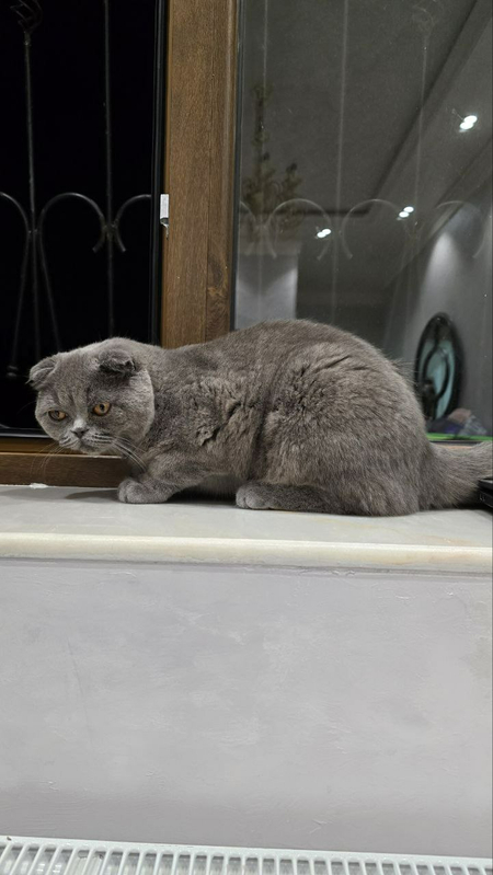 Пародистая Скотш Фолд