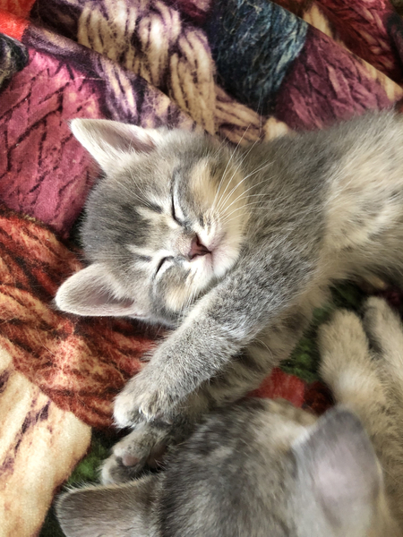 котята скоттиш страйт