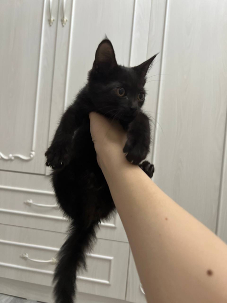 Отдам в добрые руки котенка