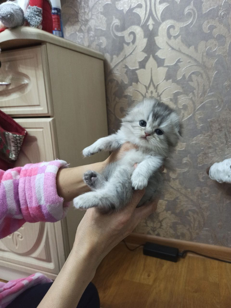 Продаются котята, два разных помёта, британский и шотландский