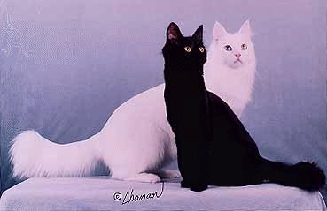 Mushuk Shoshiling arzon narxda turetskiy angora