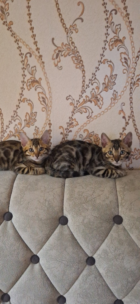 Бенгальские чистокровные котята